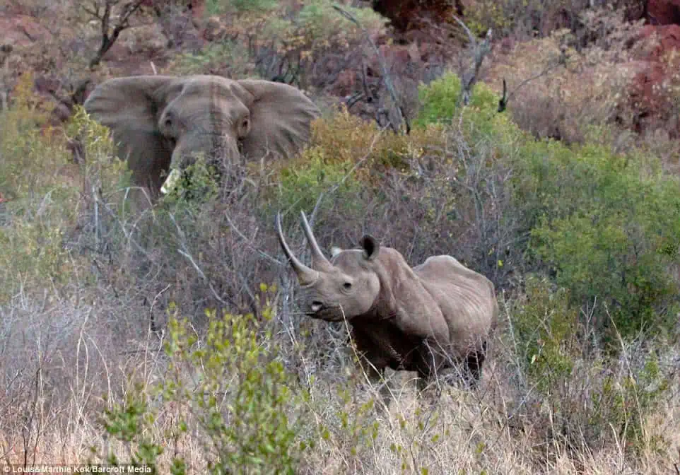 Dramatic Encounter: Elephant and Rhino in African Park