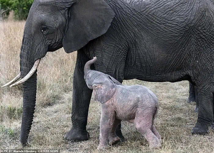 Rare Pink-Elephant Calf Captured Thriving in Maasai Mara