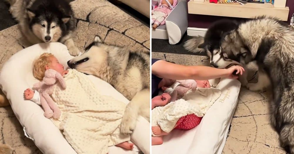 Baby Amelia Finds Comfort Surrounded by Three Loyal Alaskan Malamutes ...