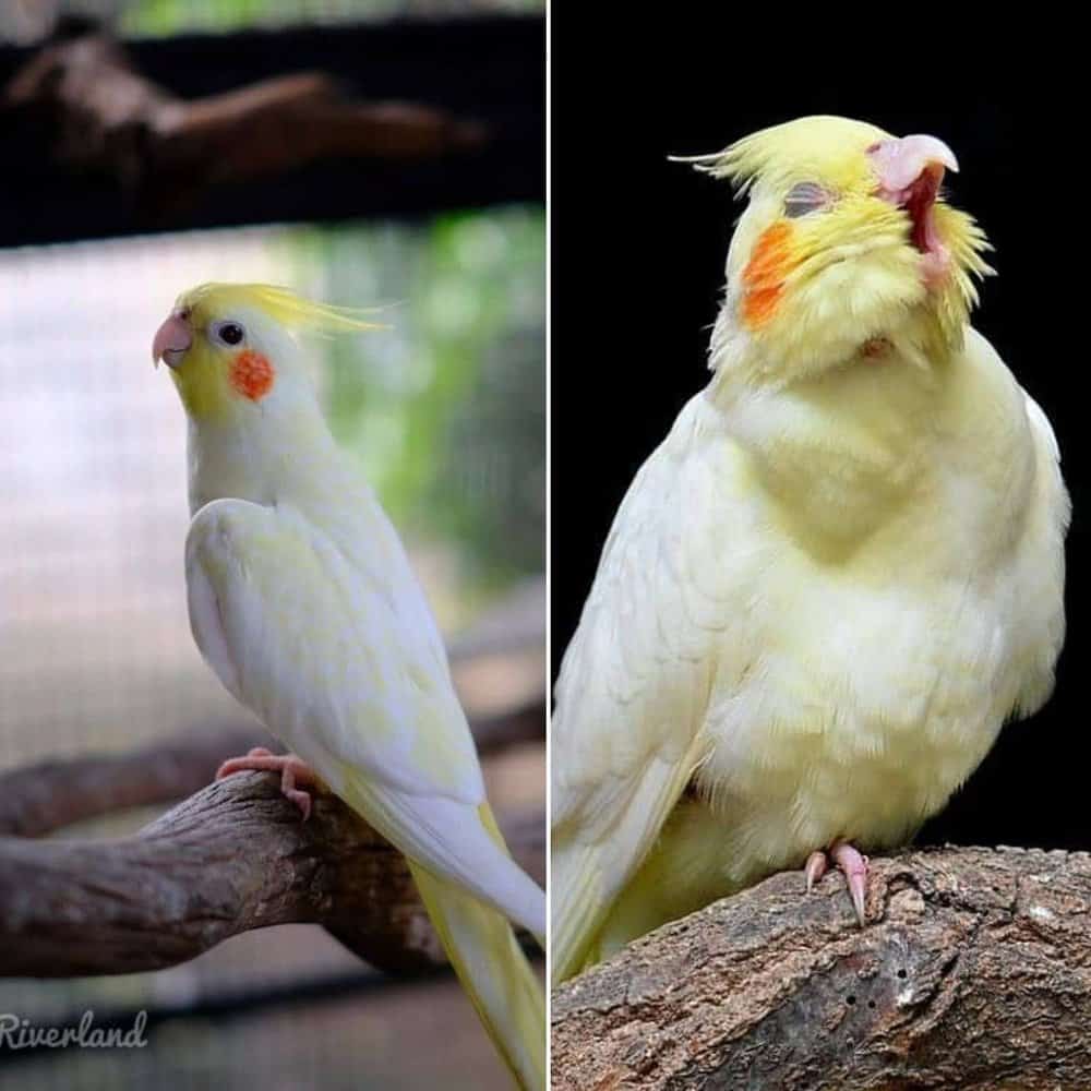 Cockatiel: Celebrating the Playful Charm and Unique Crest of a Beloved ...