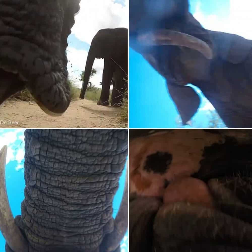 Curious Elephant Grabs Hidden Camera, Captures Hilarious Footage