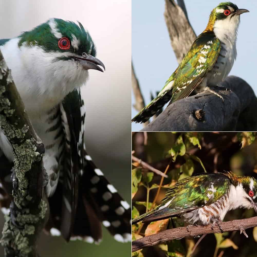 The African Emerald Cuckoo: A Stunning Bird with Fascinating Habits