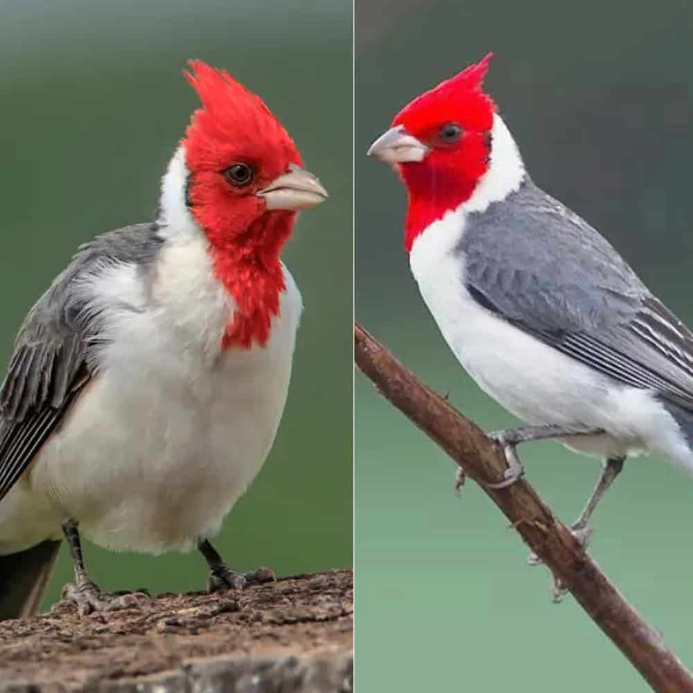 Meet the Red-Capped Cardinal: A Bird of Striking Beauty