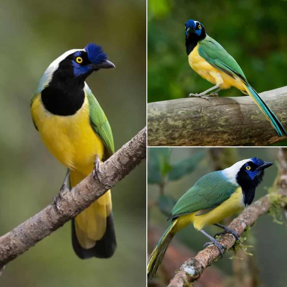 Discovering the Unique Qualities of the Inca Jay