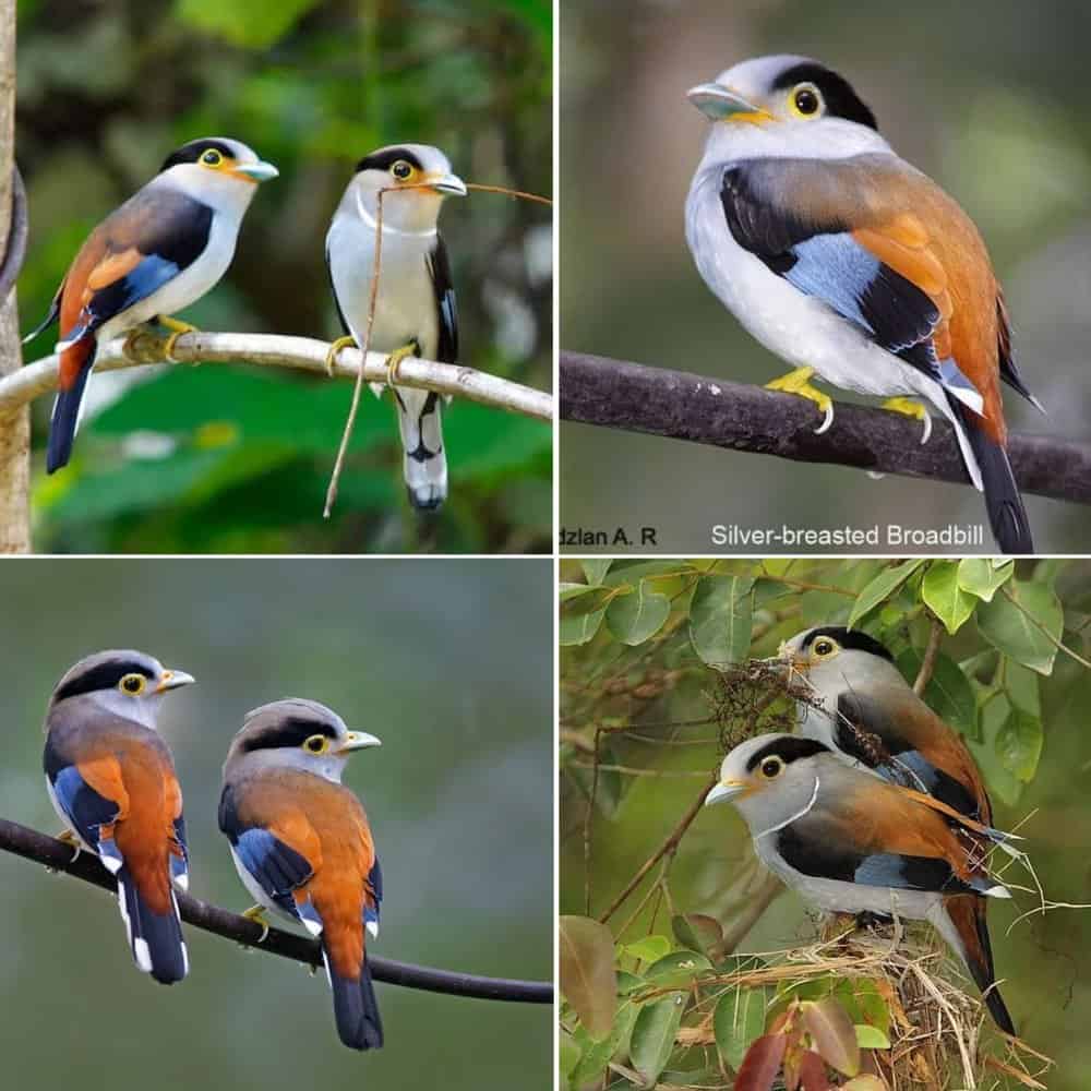 Exploring the Fascinating Silver-Breasted Broadbill: A Hidden Gem of ...