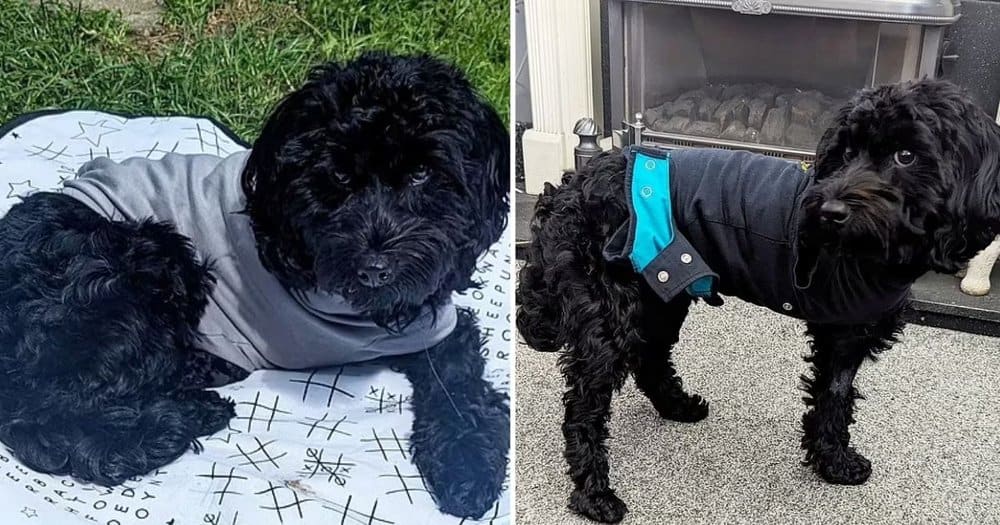 Grandmother’s Beloved Cockapoo Loses Leg After Savage Attack by 'XL ...