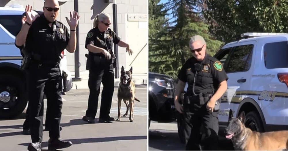 K9 Enzo Steals the Spotlight in Police Dance-Off Video (VIDEO)