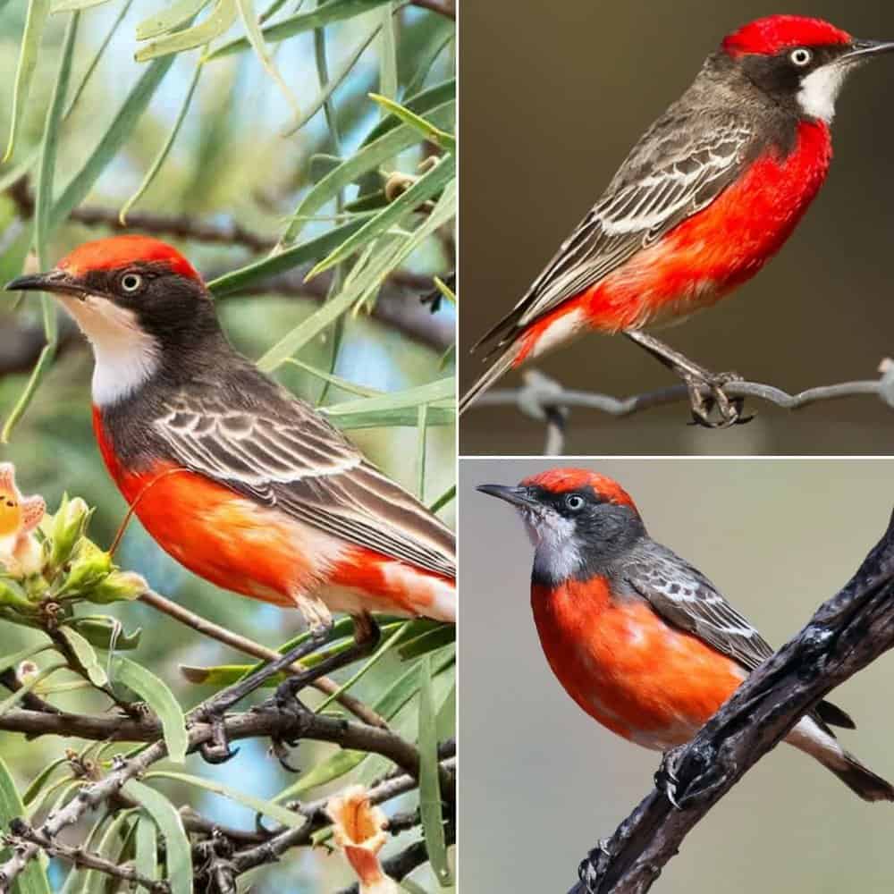 Meet the Vibrant Crimson Chat: Australia’s Unique Rain-Tracking Songbird