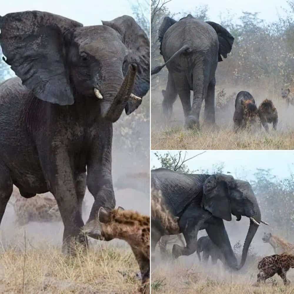 Mother Elephant Defends Calf in a Fierce Battle Against Hyenas
