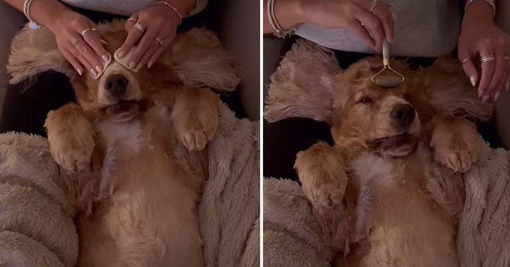 Mrs Hinch Treats Her Dog Henry to a Spa Session, Reflecting a Growing ...