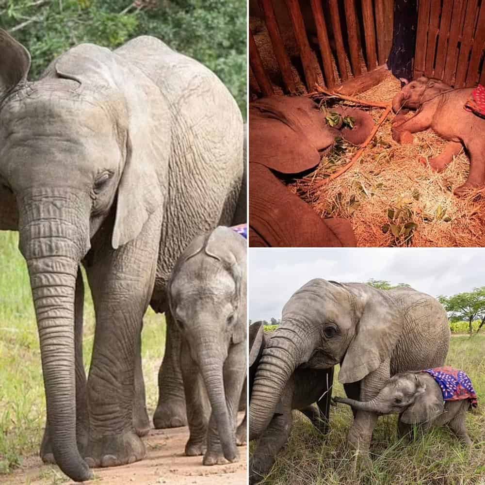 Orphaned Calf Finds Comfort with Older Elephants After Losing Family to ...