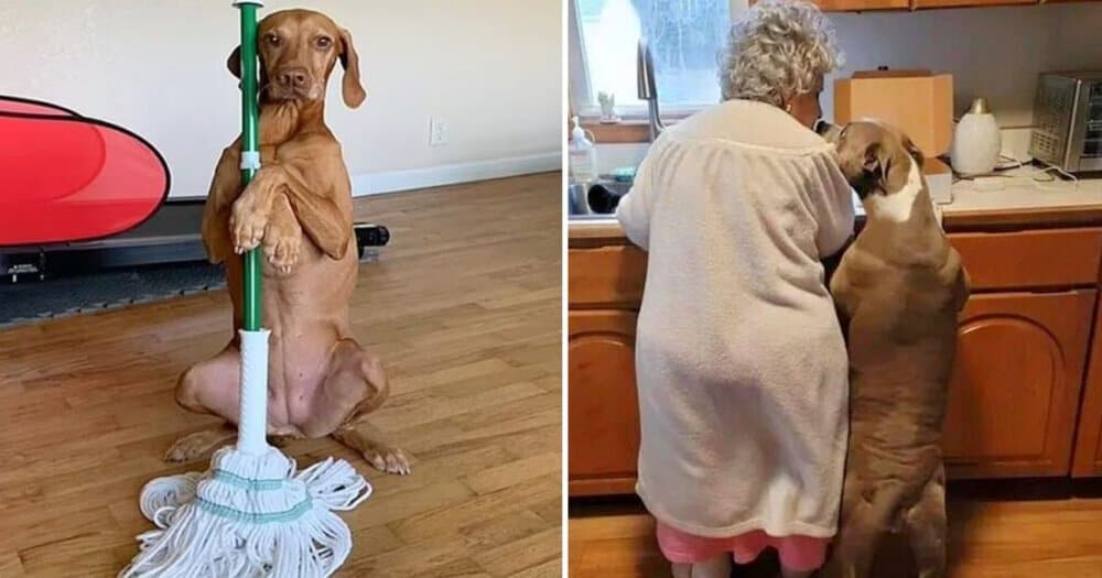 Shelter Dog Becomes a Lifeline for 92-Year-Old Woman, Touching Hearts ...
