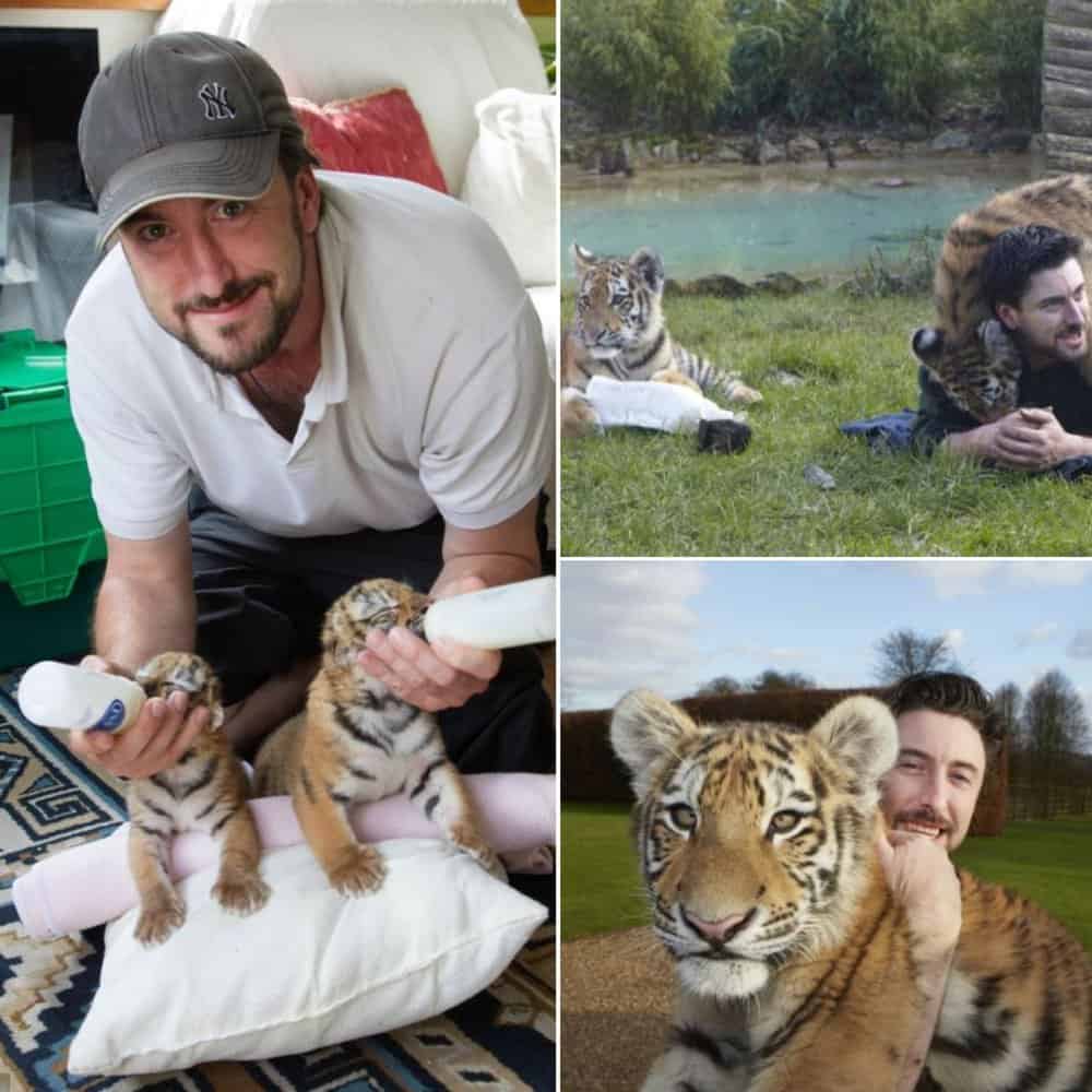 Siberian Tiger Cubs Hand-Raised by Expert Outgrow His Care and Move to ...
