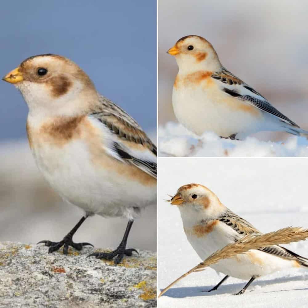 Snow Bunting: A Small Arctic Bird Perfectly Suited to Its Snowy Habitat