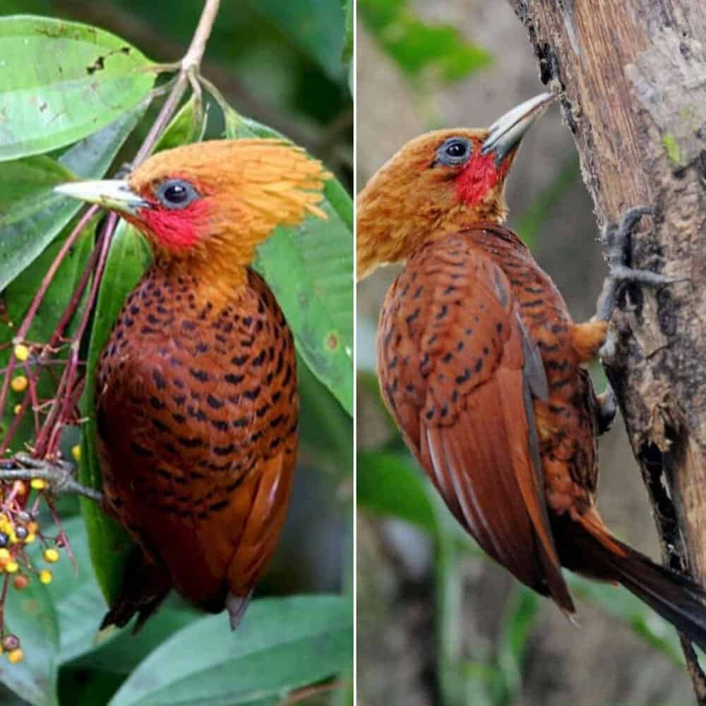 The Elegant Beauty of the Chestnut-Colored Woodpecker: A Symphony of ...