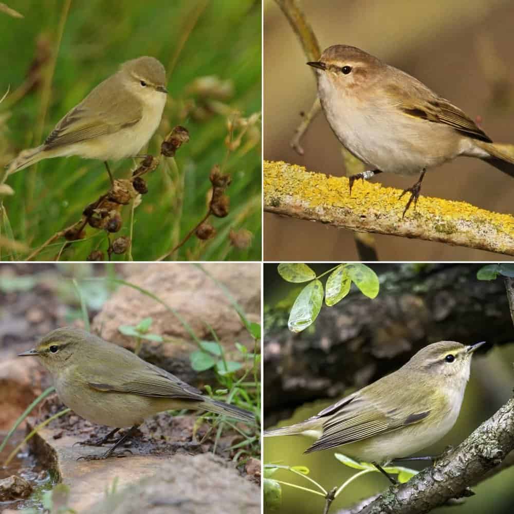 The Fascinating Life of the Common Chiffchaff: A Glimpse into a Tiny Songbird’s World