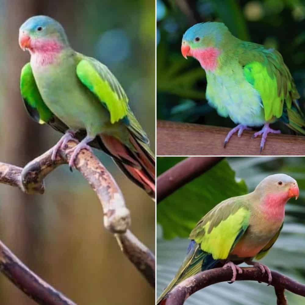 The Enchanting Beauty of the Princess Parrot