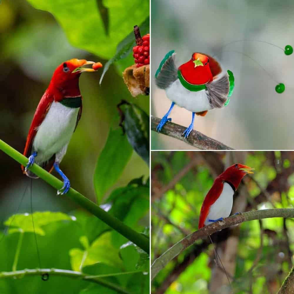 The King Bird-of-Paradise: A Symbol of Nature's Creativity