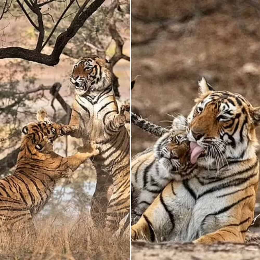 The Real-Life Hero Saving Tigers in India’s Jungle: Christopher Stevens ...