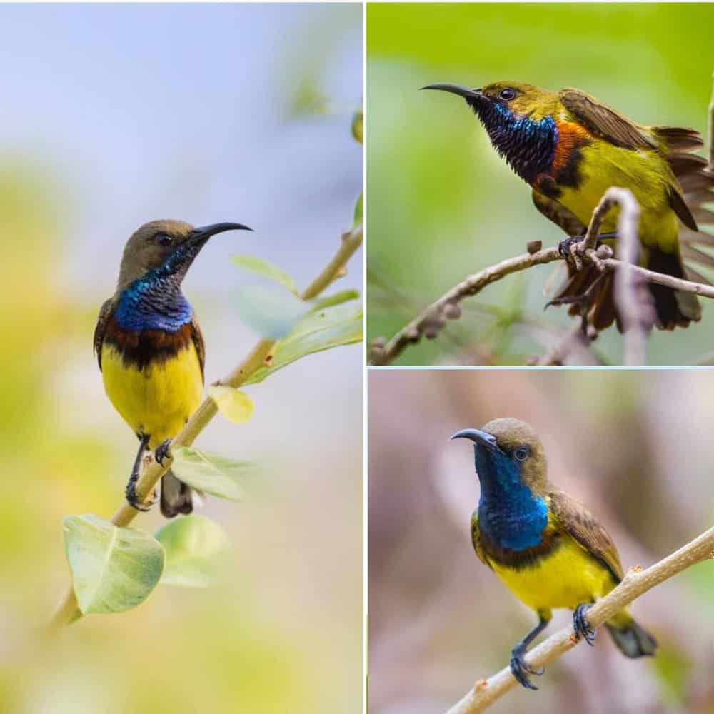 The Secret Beauty of the Olive-Backed Sunbird: A Hidden Feature Revealed