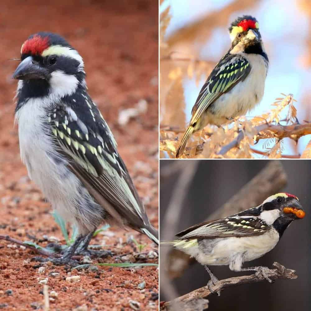 The Striking Beauty of the White-Eyebrowed Bird: Bright Red Forehead ...