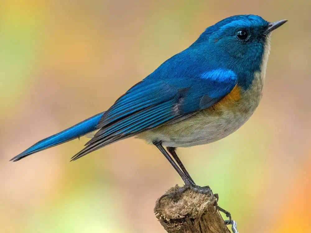 Discover the Himalayan Bluetail: A Sapphire-Feathered Beauty of the ...