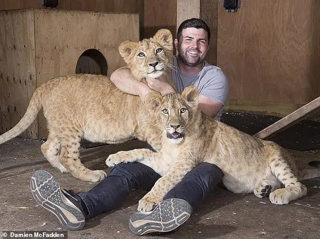 Inside the World of Private Big Cat Ownership: A Closer Look