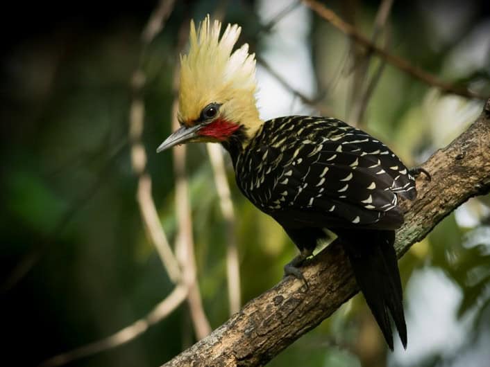 Discover the Blonde-Crested Woodpecker: A Striking Tropical Bird with a ...