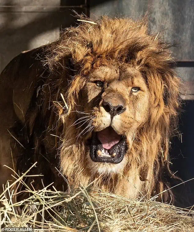 From Silence to Strength: Ruben the Lion's Journey to Recovery