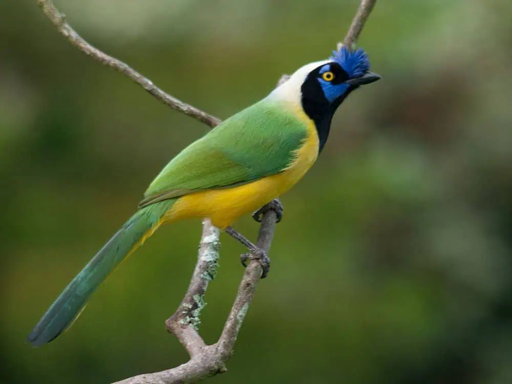 Discovering the Unique Qualities of the Inca Jay