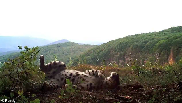 Amur Leopard Caught on Camera Displaying Adorable Playfulness