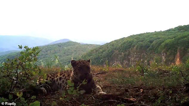 Amur Leopard Caught on Camera Displaying Adorable Playfulness