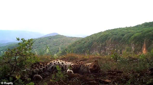 Amur Leopard Caught on Camera Displaying Adorable Playfulness