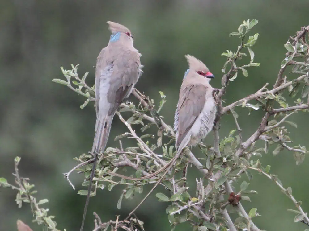 The Blue-Naped Mousebird: A Unique African Bird with Striking Colors ...