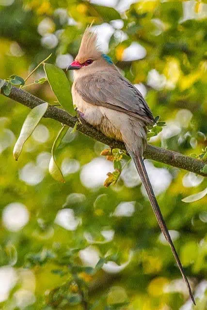 The Blue-Naped Mousebird: A Unique African Bird with Striking Colors ...
