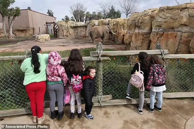 The Ongoing Debate: Are Zoos the Future for Elephants?
