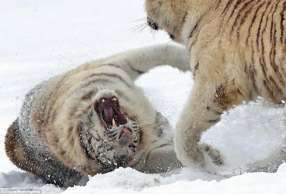 Capturing the Rare: A Young Tiger Showdown in the Snow