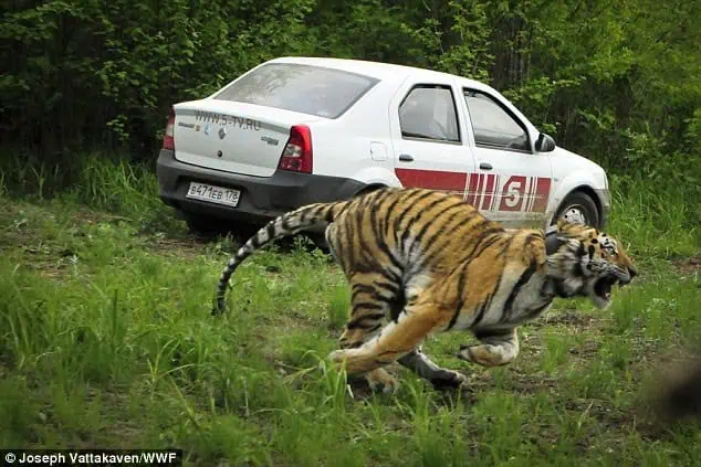 Young Amur Tiger Finds Freedom in the Wild