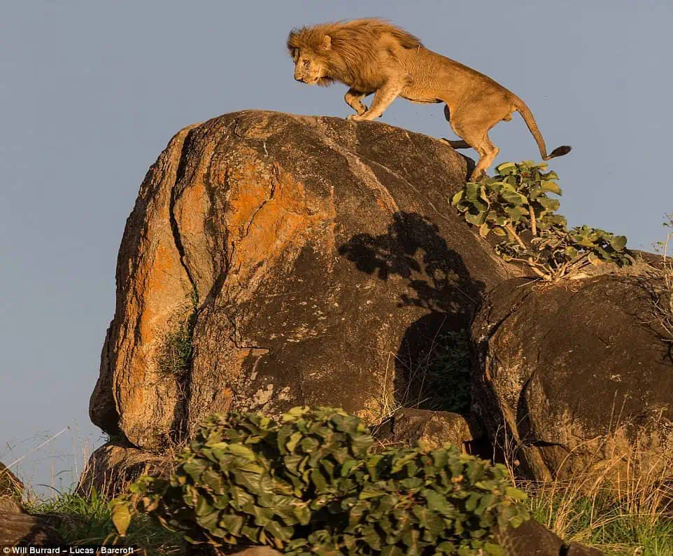 "Lion Named Spartacus Creates a Real-Life 'Lion King' Moment in Uganda"