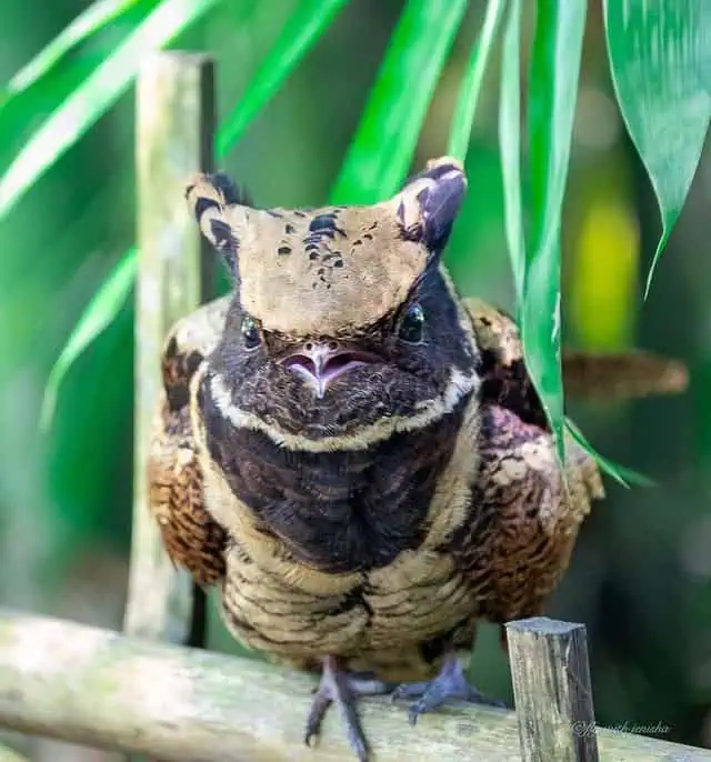 Discover the Mystical Great-Eared Nightjar: Nature's Hidden Gem