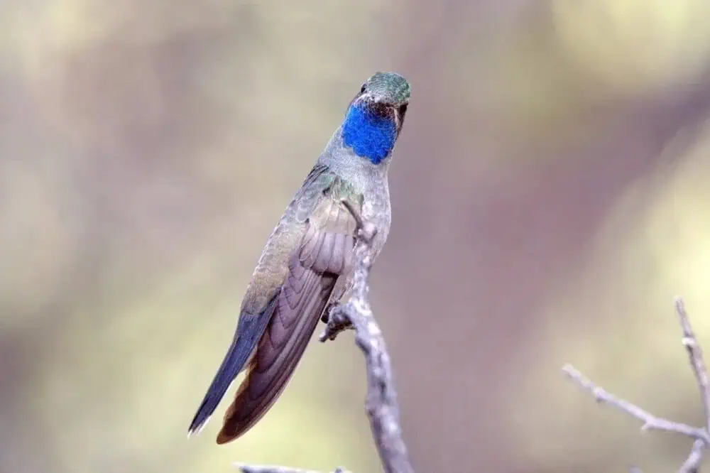 [Video] Discover the Vibrant Blue-Throated Hummingbird of the Tropics