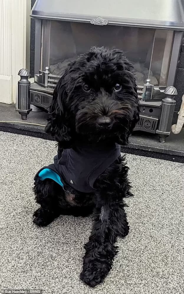 Grandmother’s Beloved Cockapoo Loses Leg After Savage Attack by 'XL ...