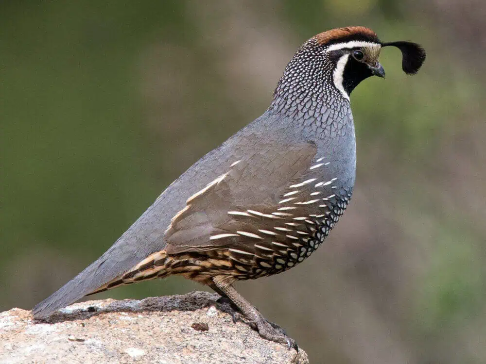 [Video] Discover the Charming California Valley Quail: A Symbol of Wildlife