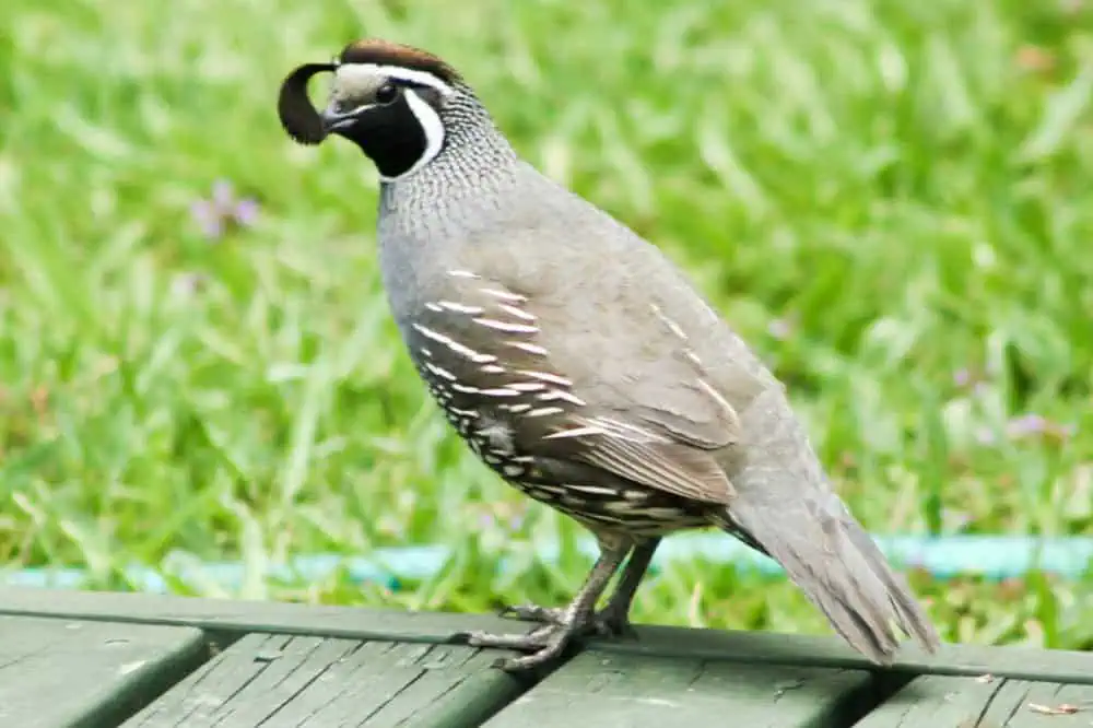 [Video] Discover the Charming California Valley Quail: A Symbol of Wildlife