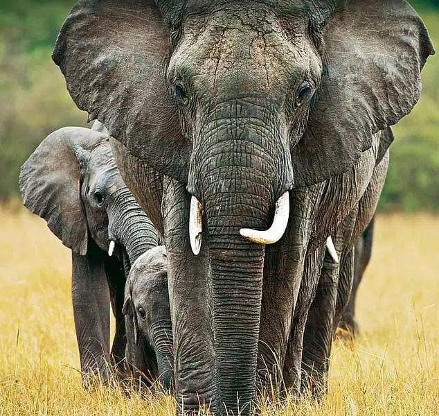 How Bees Are Helping Kenyan Farmers Coexist with Elephants