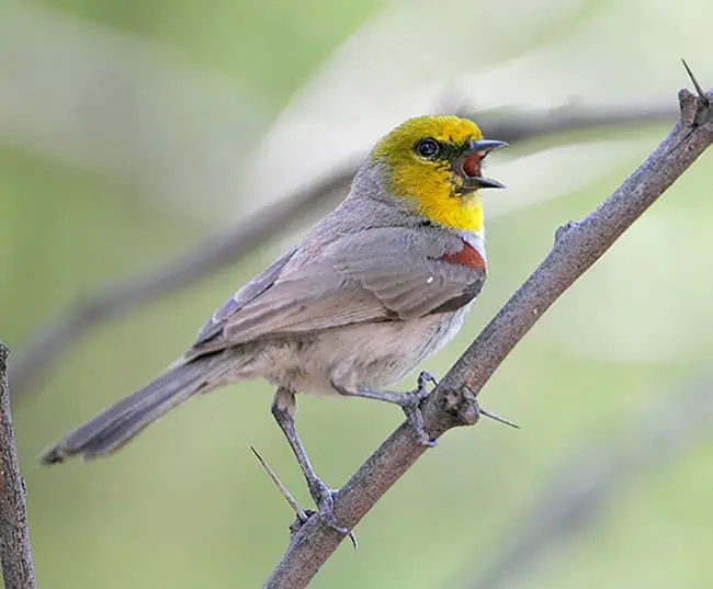 Discover the Energetic Verdin Bird in the Southwest