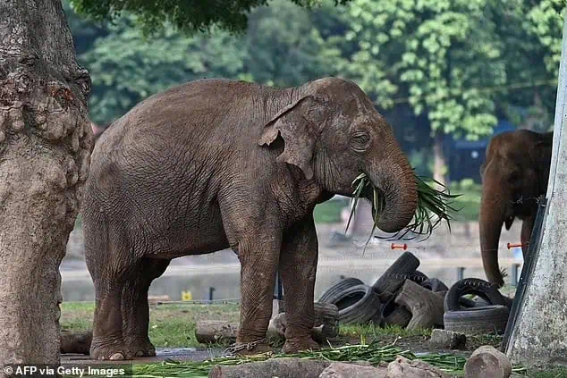 Call for the Release of Elephants Thai and Banang from Vietnamese Zoo ...