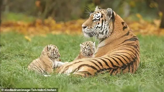 Adorable Tiger Cubs Playfully Bonding with Their Mother at Banham Zoo