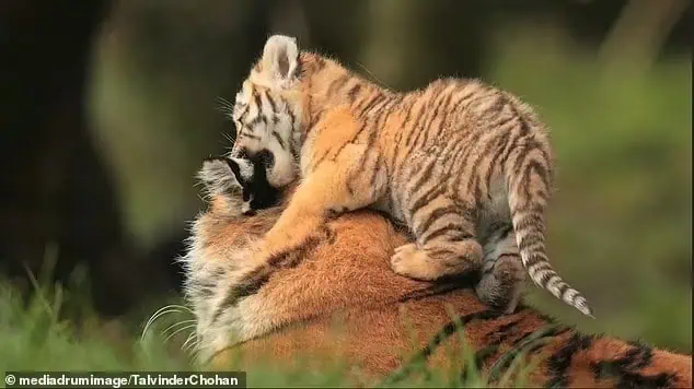 Adorable Tiger Cubs Playfully Bonding with Their Mother at Banham Zoo