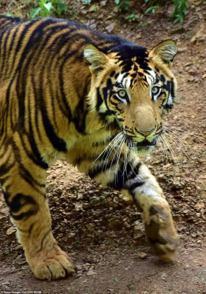 Rare Black Tigers Photographed in India: A Stunning Discovery